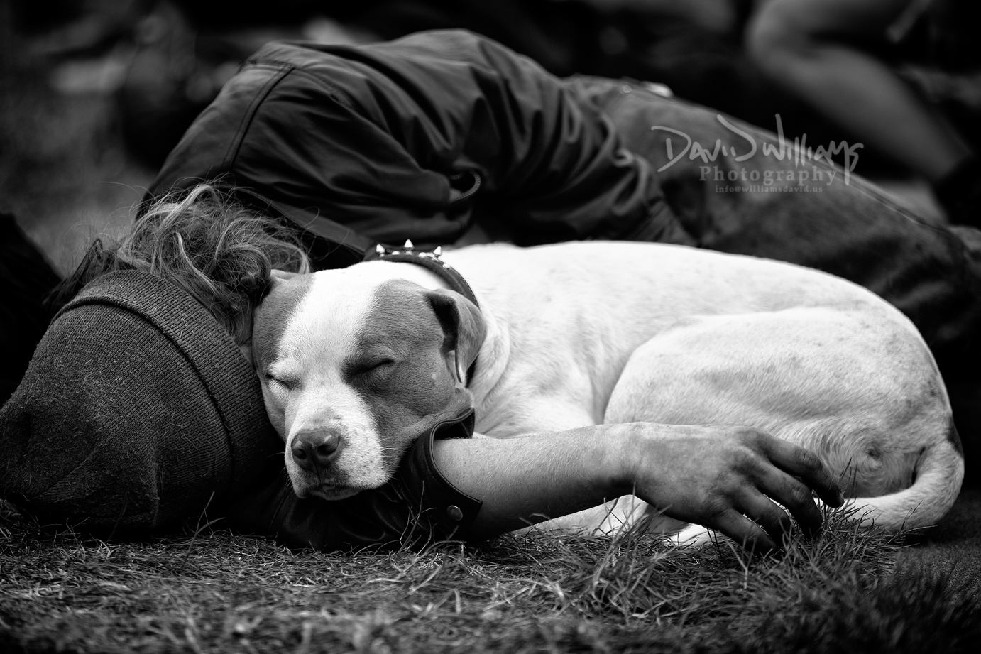 Wordless Wednesday ~The Dog & His Pet~ | David Williams Photography